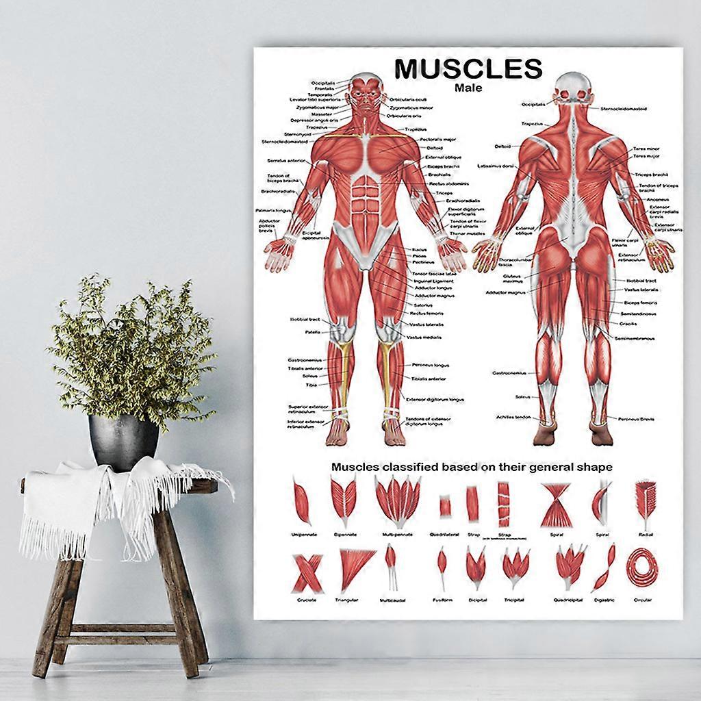 Professional Human Muscular System Anatomical Chart Human Muscle ...