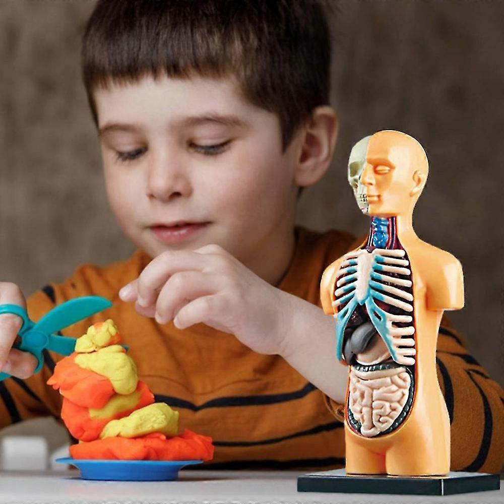 3d Removable Anatomical Human Torso Body Model For Education Toy Human ...
