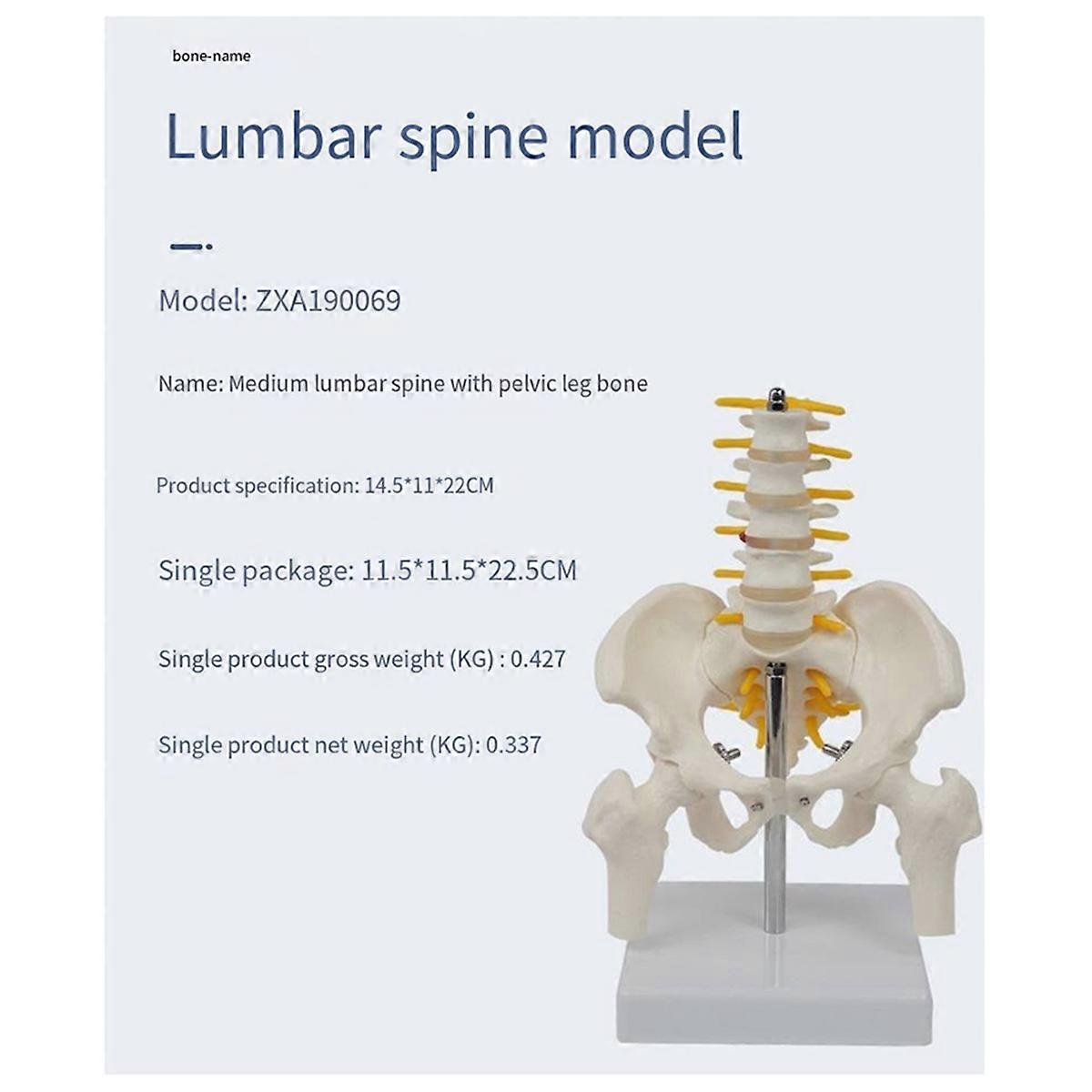 Human Lumbar Vertebra Model Female Pelvis Model Hip Female Anatomy ...