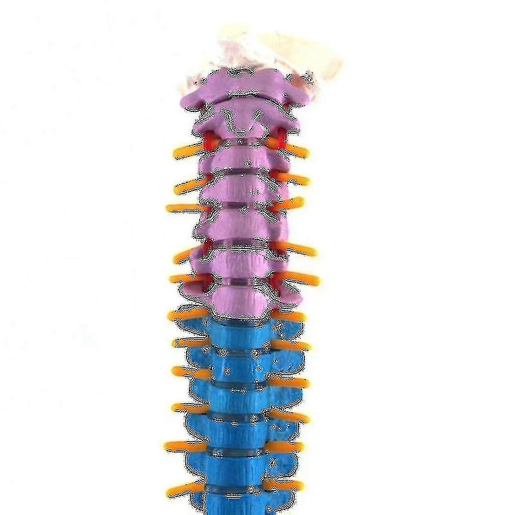 45cm With Pelvic Human Anatomical Anatomy Spine Spinal Column Model ...