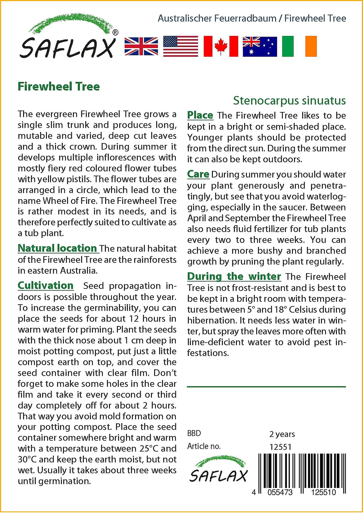 Saflax - 20 seeds - Firewheel Tree - Roue de feu australienne - Albero ...