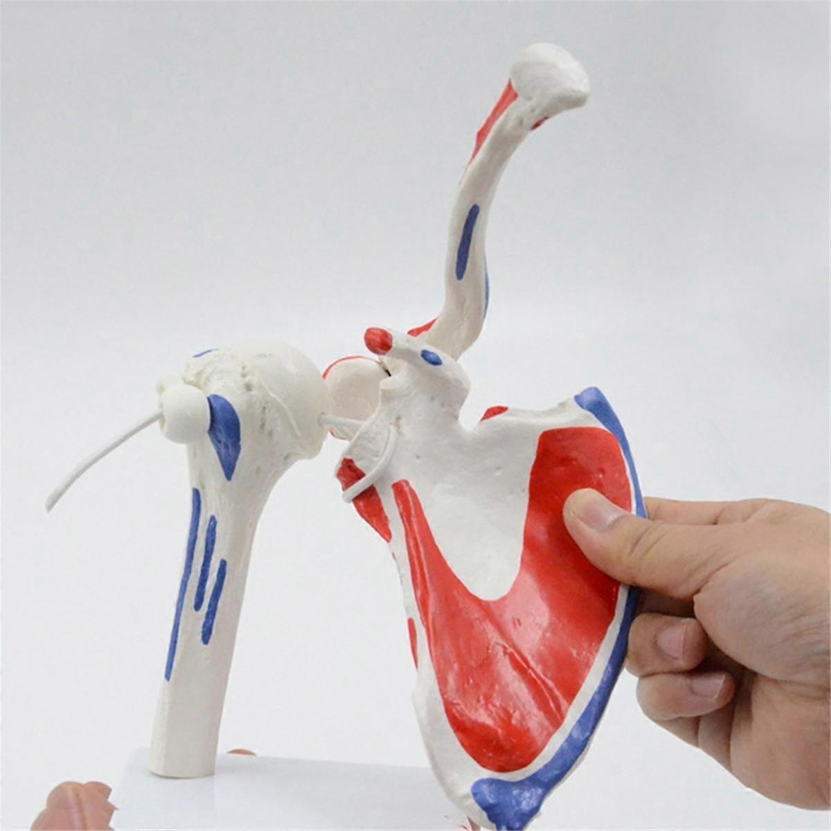 Muscle Shoulder Model, Human Anatomy Right Shoulder Joint Muscle Model ...