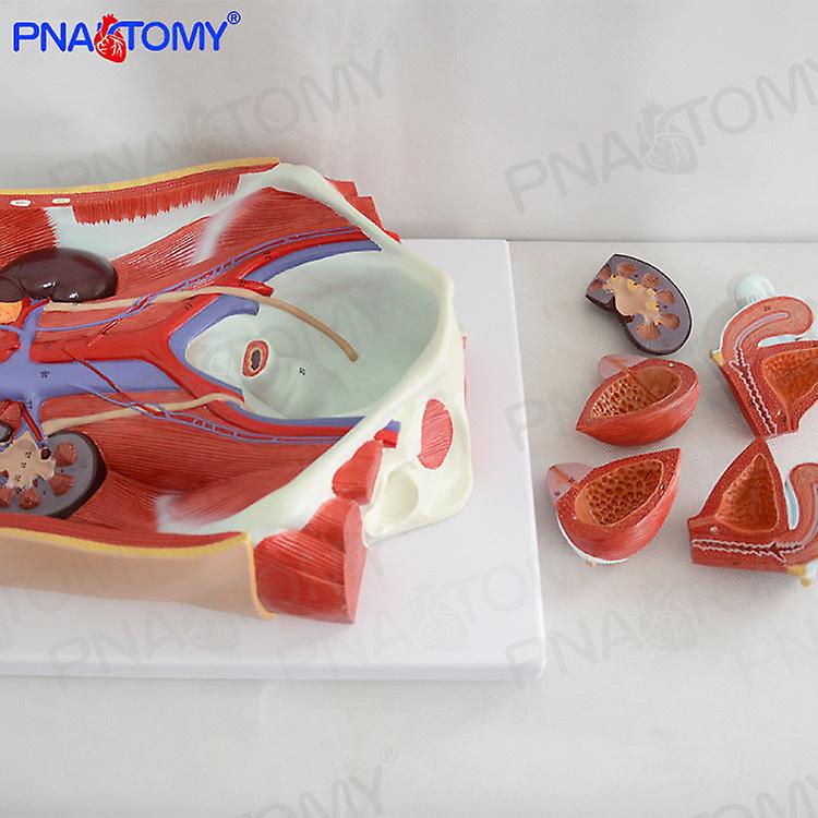 Human Male And Female Urinary System Bladder Abdominal Cavity Abdominal ...