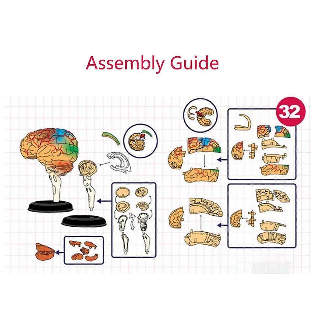 Human Brain Anatomical Model Study Display Medical Model for Medical ...