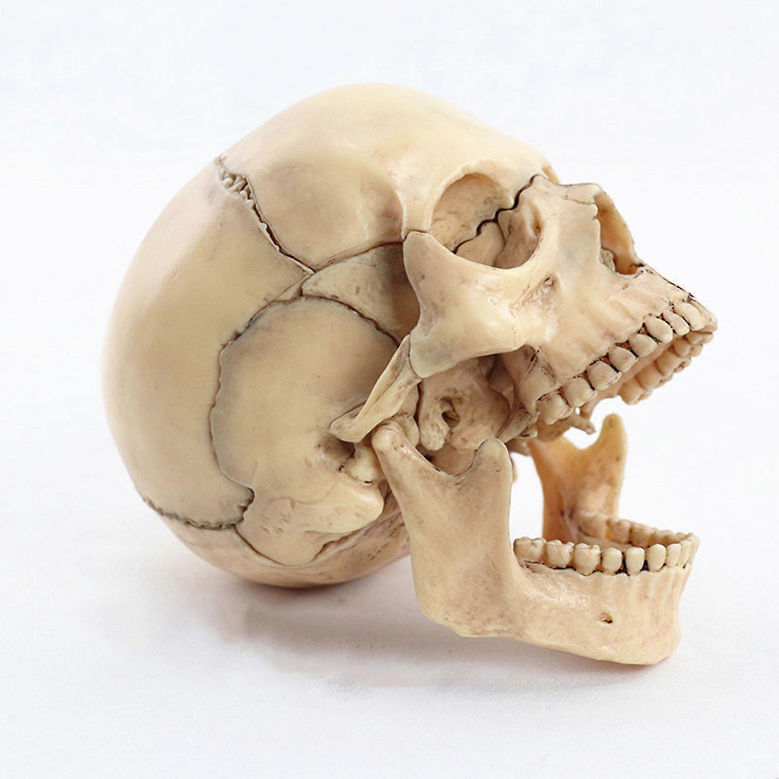 Exploded Skull Model Medicals Skull Model Anatomy Skull Model For ...