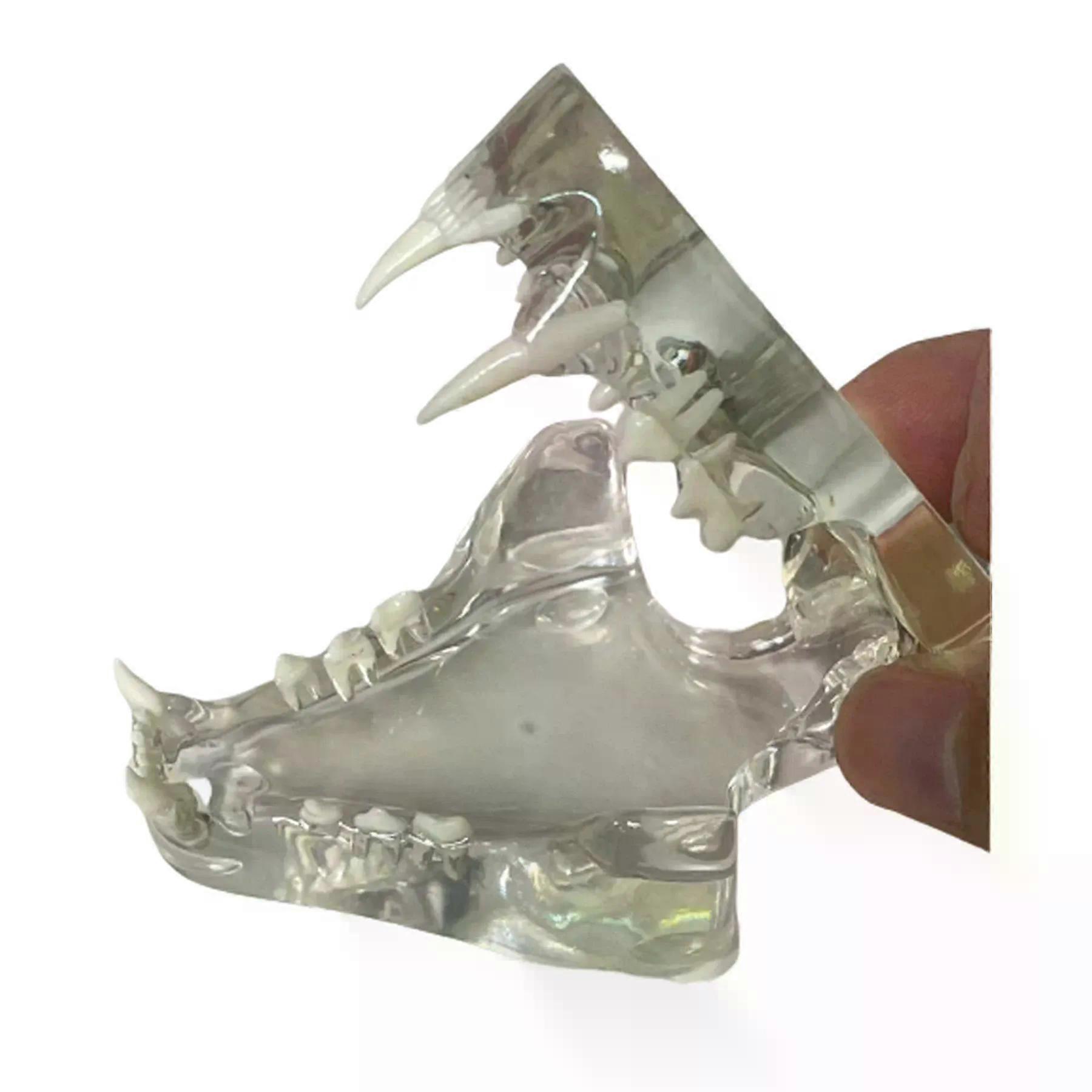 Gaibosi Dental Dog Cat Rabbit Clear Teeth Skull Model Canine Animals ...