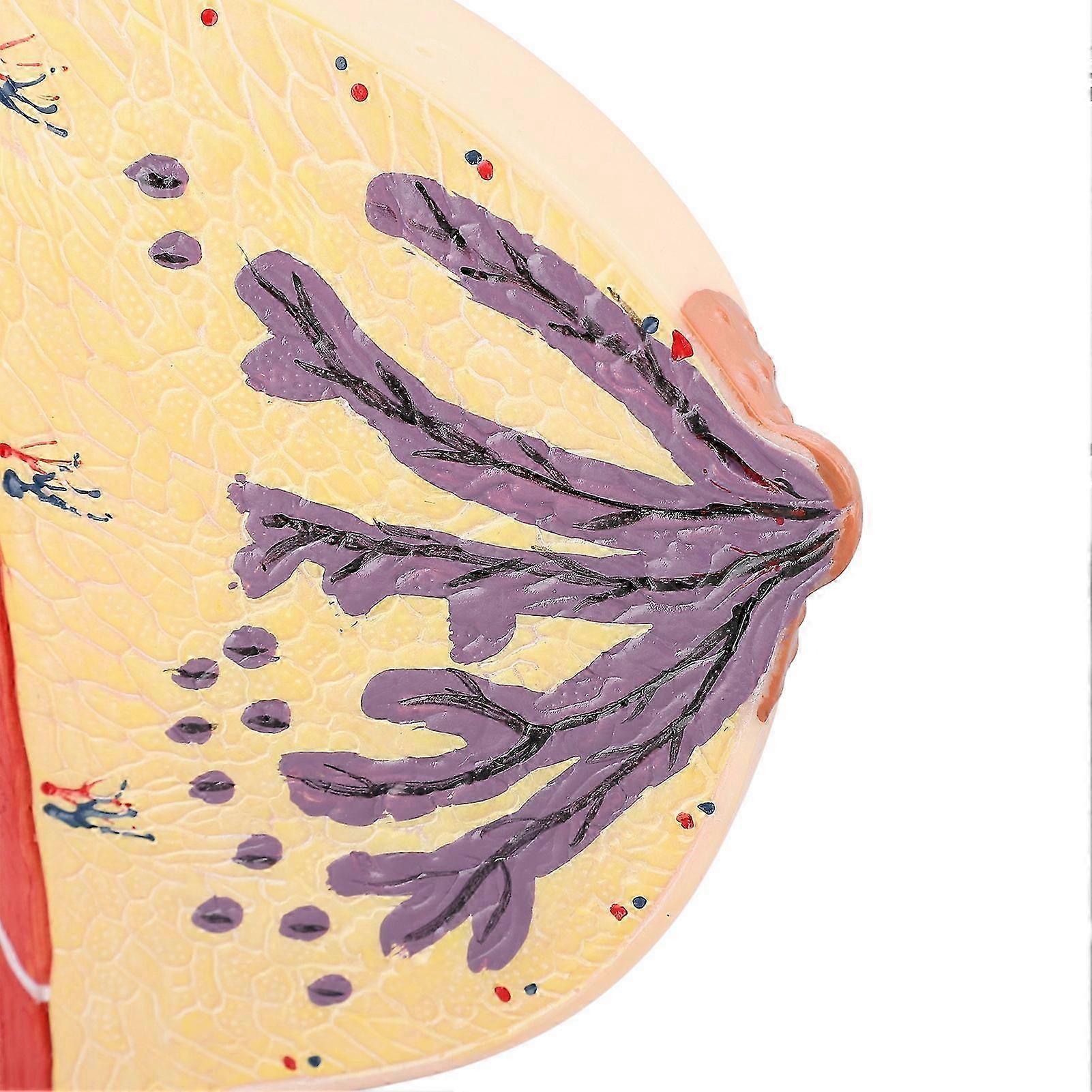 Human Female Anatomical Chest Model PVC Quiescent Chest Anatomy Model ...