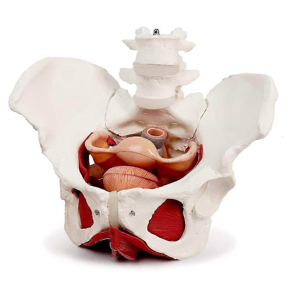 Female pelvis model with pelvic floor muscle perineum model female ...