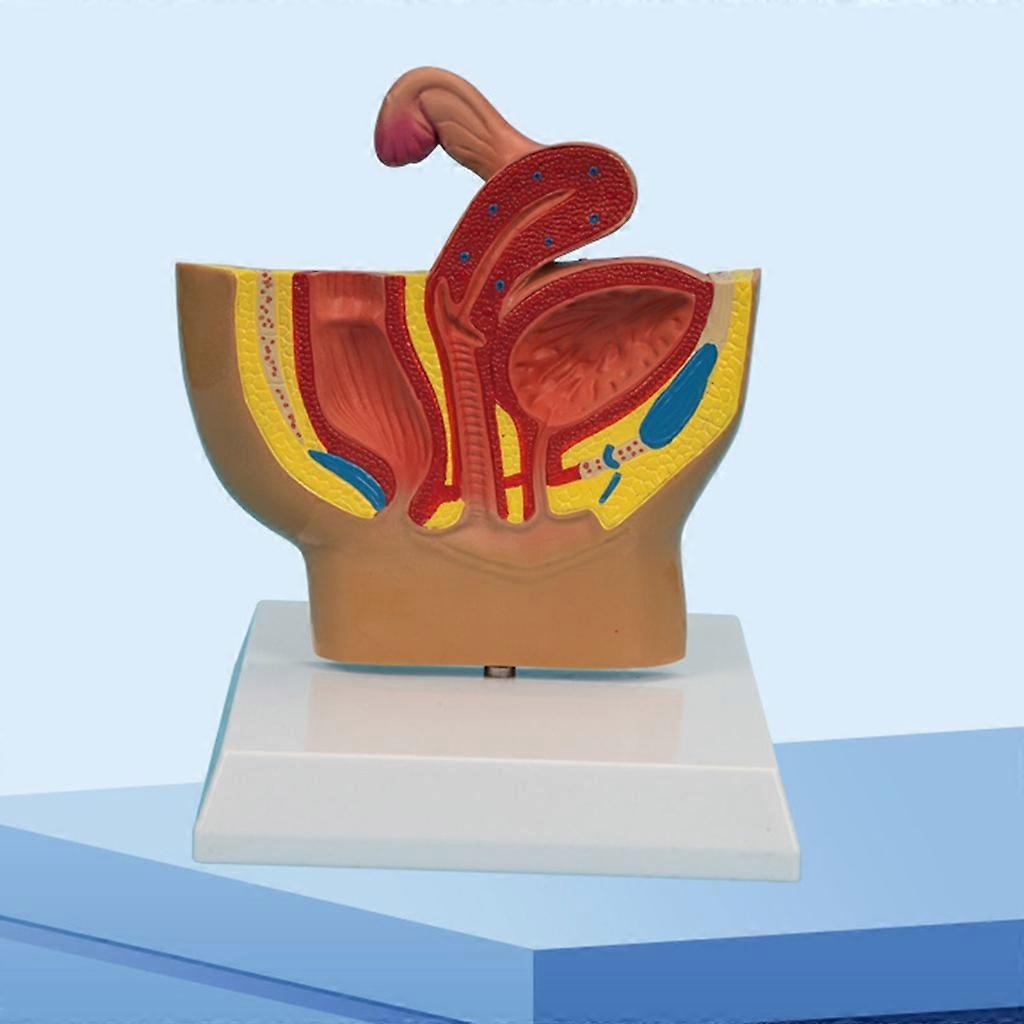 Desktop Female Pelvis Anatomy Model Median Sagittal Section Uterus,Attachment,Rectum and Bladder ...