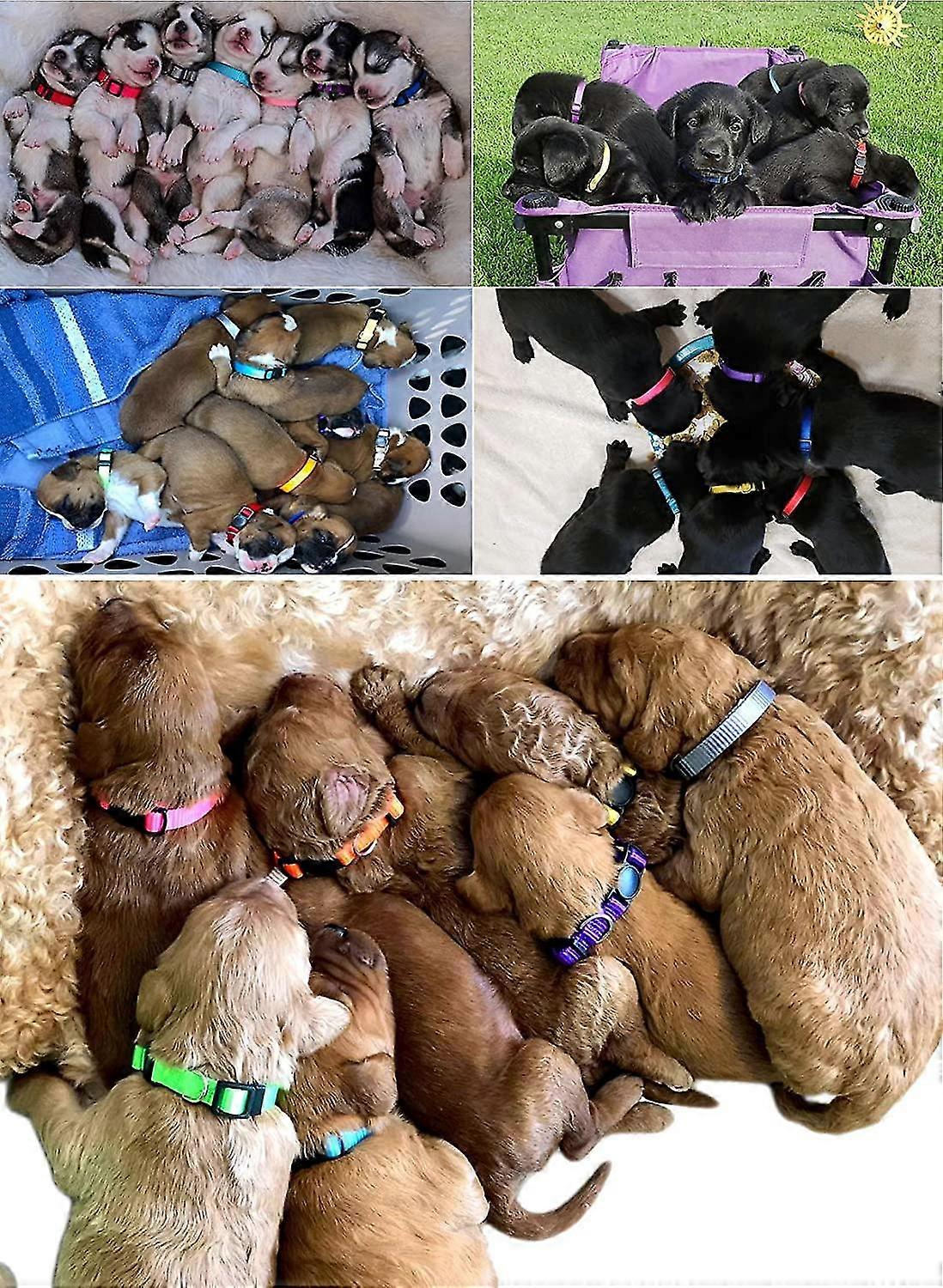 14 stk blød nylon hvalp Whelping Id kraver - justerbare breakaway kuld kraver Baby Dog Id Bands ...