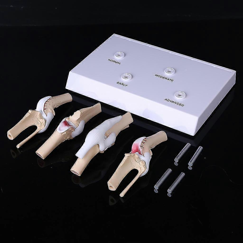 Animal Dog Canine Knee Joint Model Skeleton Veterinary Teaching Research Display | Fruugo UK