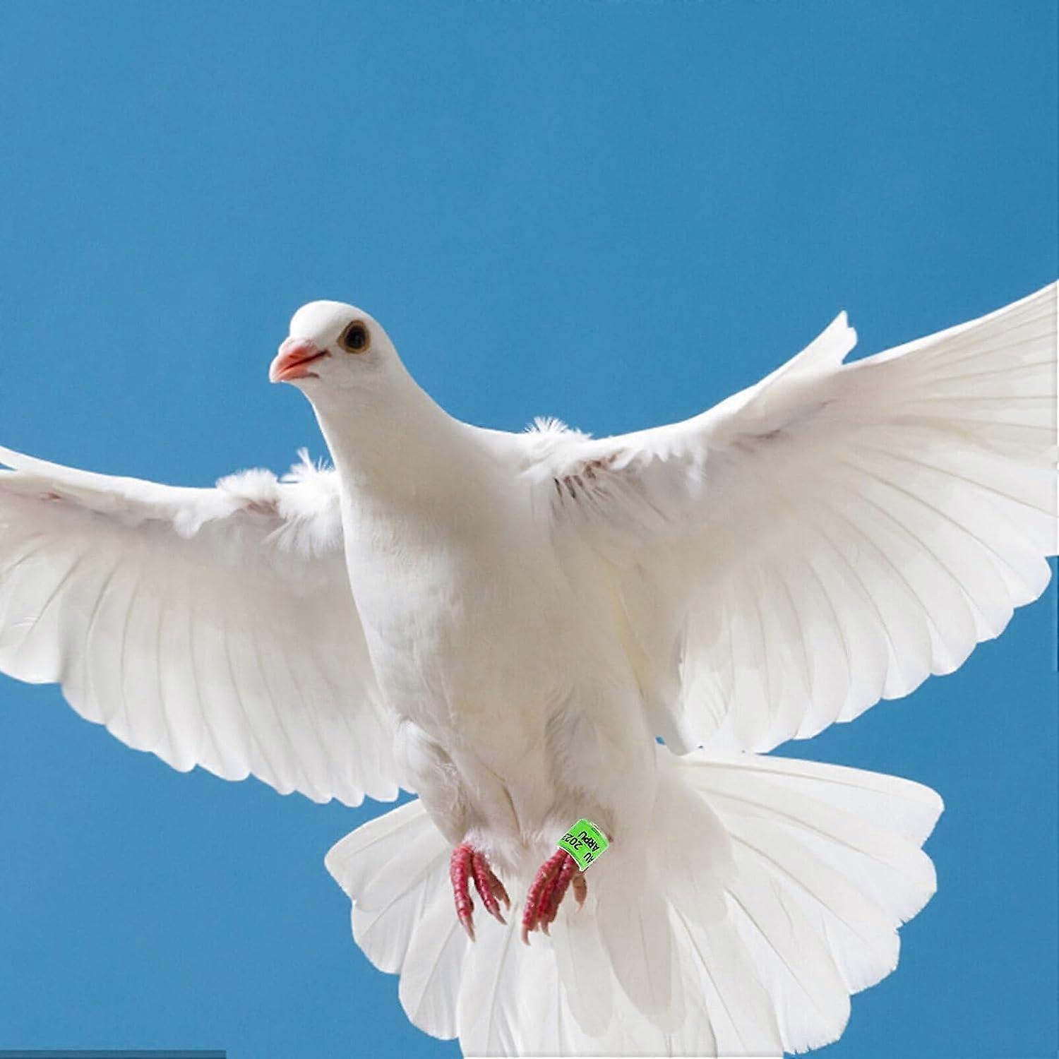 Pigeon Ring 100pcs Bird Ring Leg Bands Colorful Numbered Bird ...