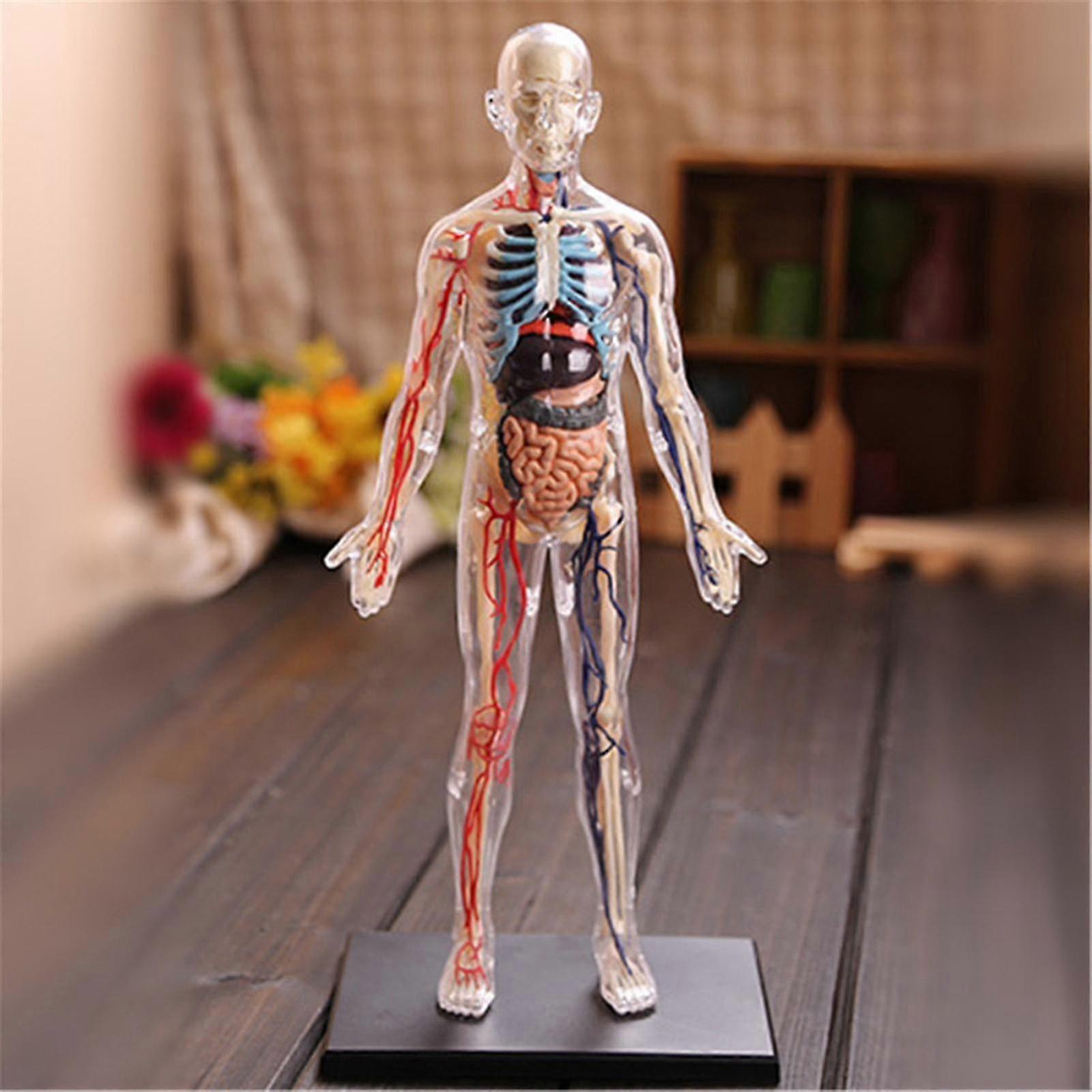 Interactive Human Body Fully Anatomy Figure Human Body Model For Kids ...