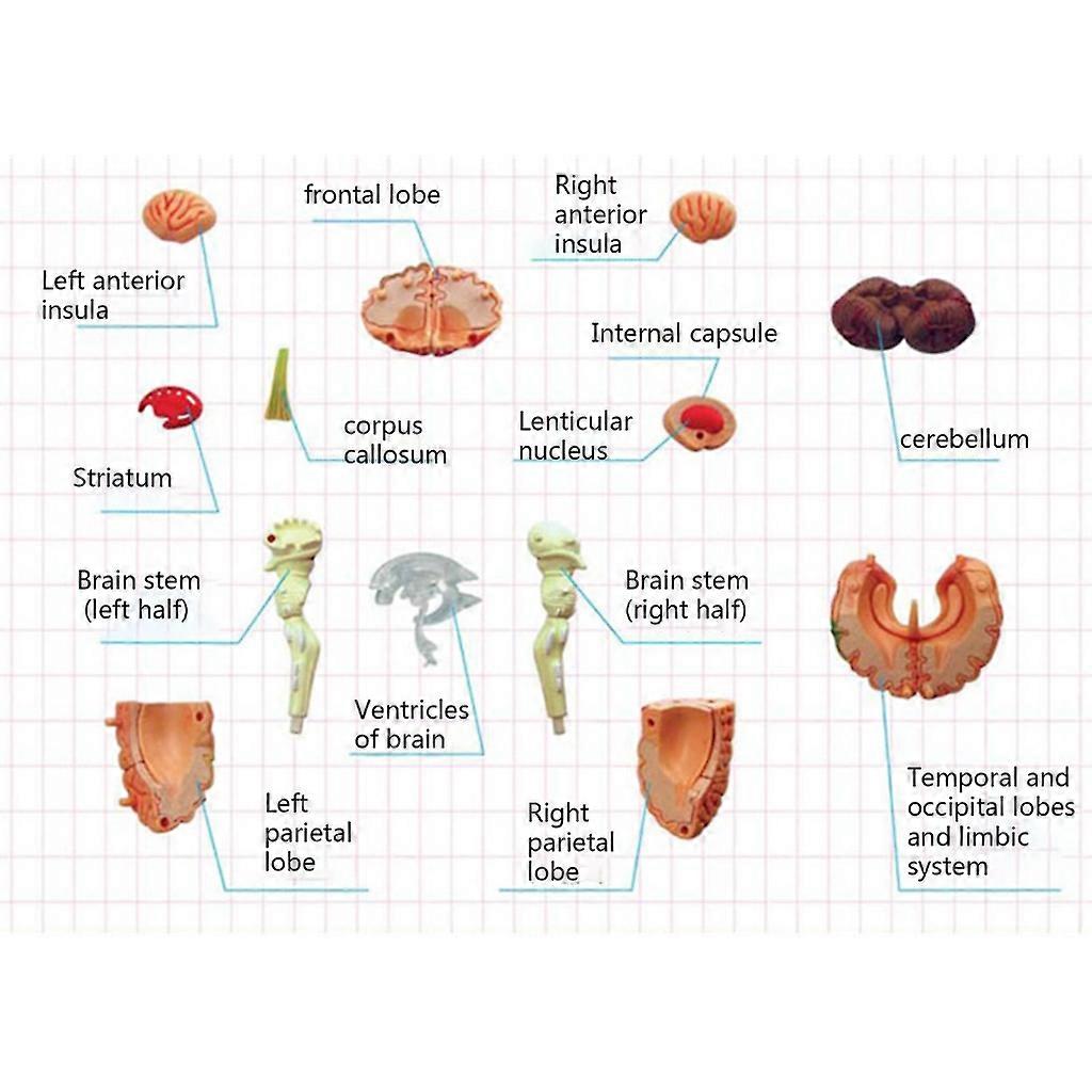 Human Brain Anatomical Model Study Display Medical Model for Medical ...