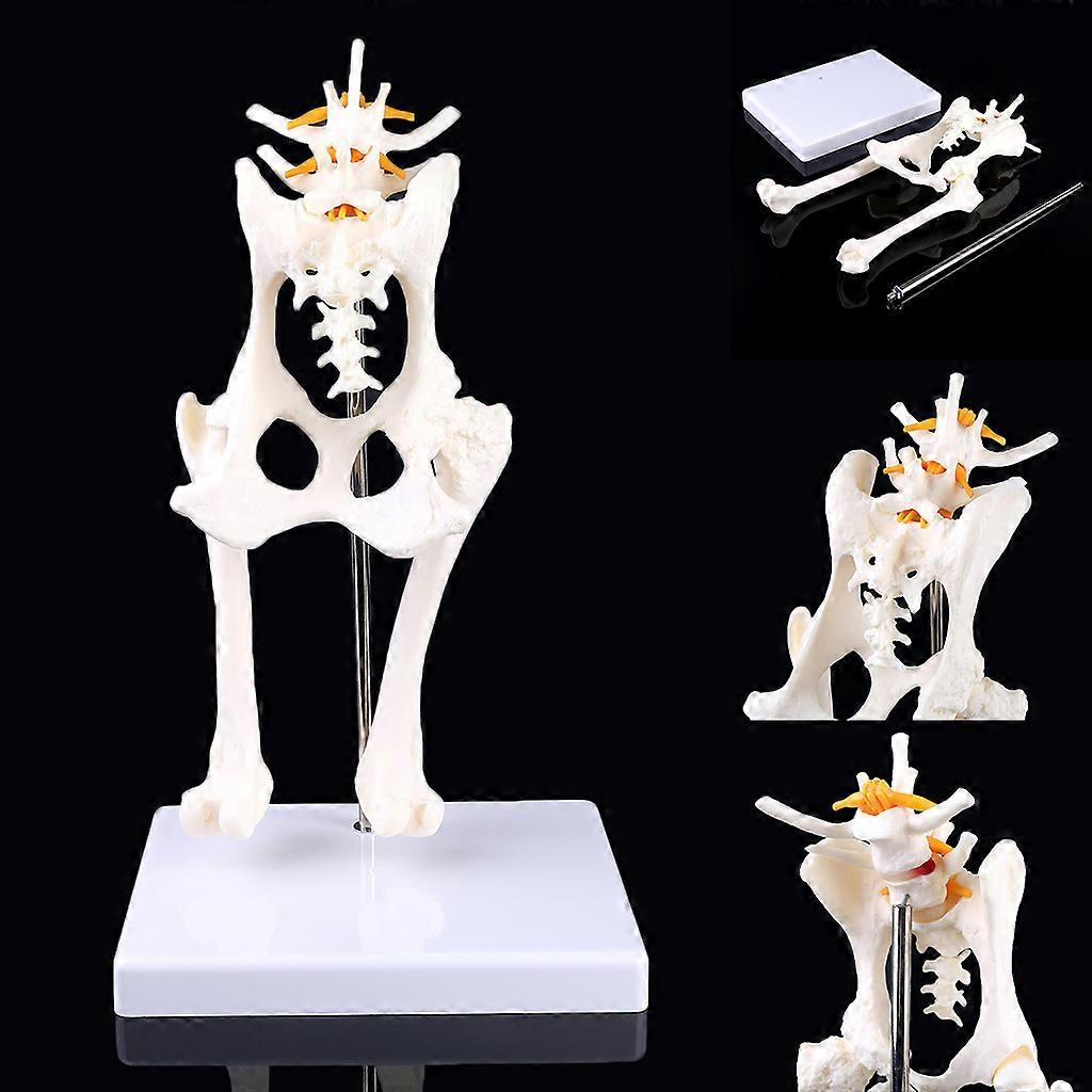 Dog Canine Lumbar Hip Joint with Femur Model Teaching Anatomy Skeleton ...
