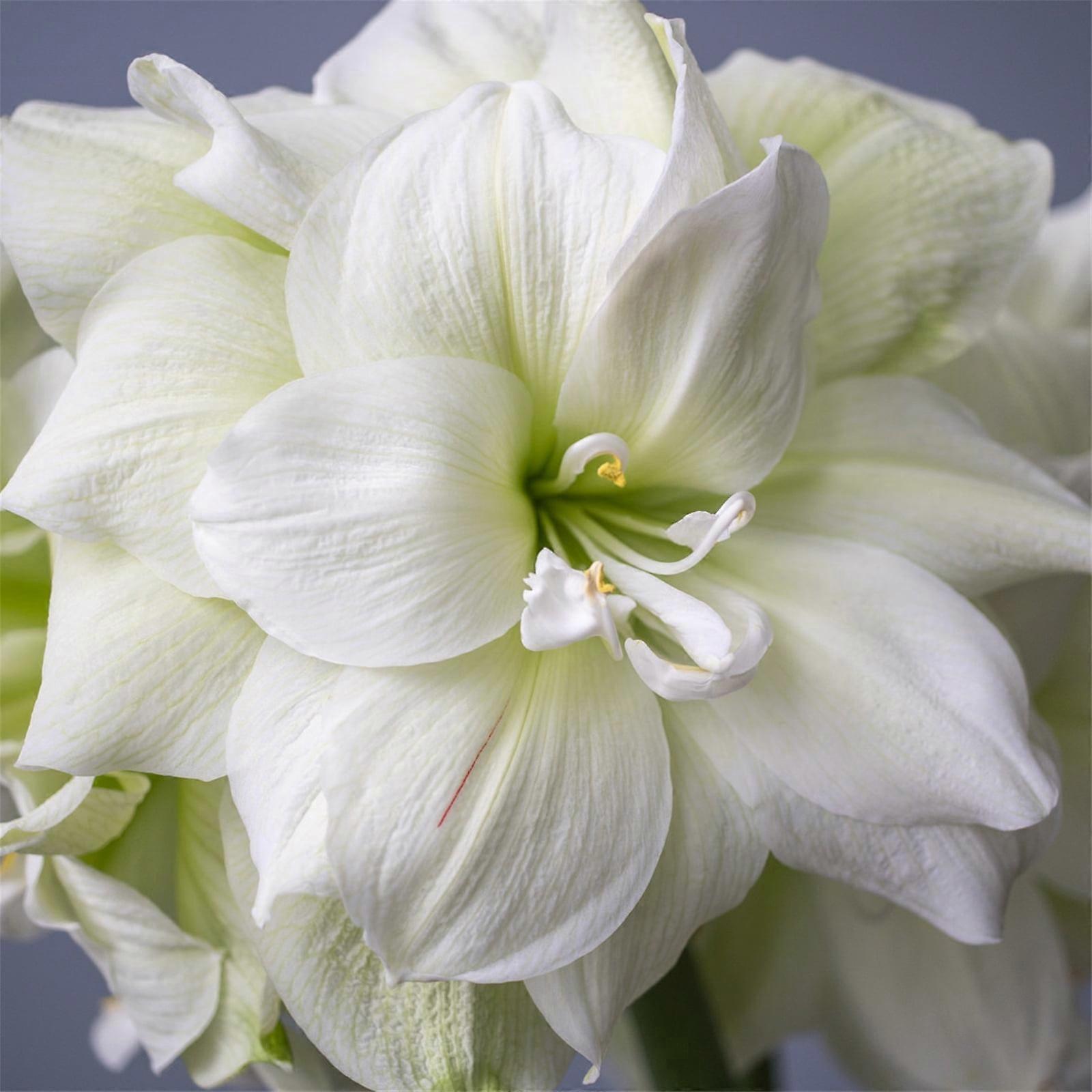 Amaryllis Plant , Easy to Plant Perennial, Amaryllis For Planting ...