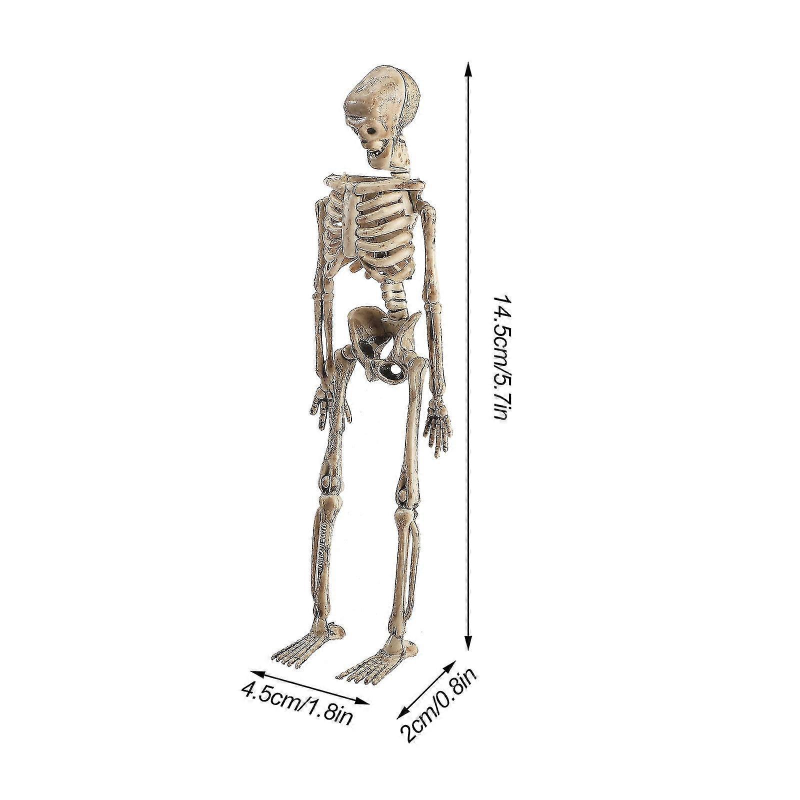 Skeleton Model Lifelike Human Bones Halloween Prop Skull Figurine Diy ...