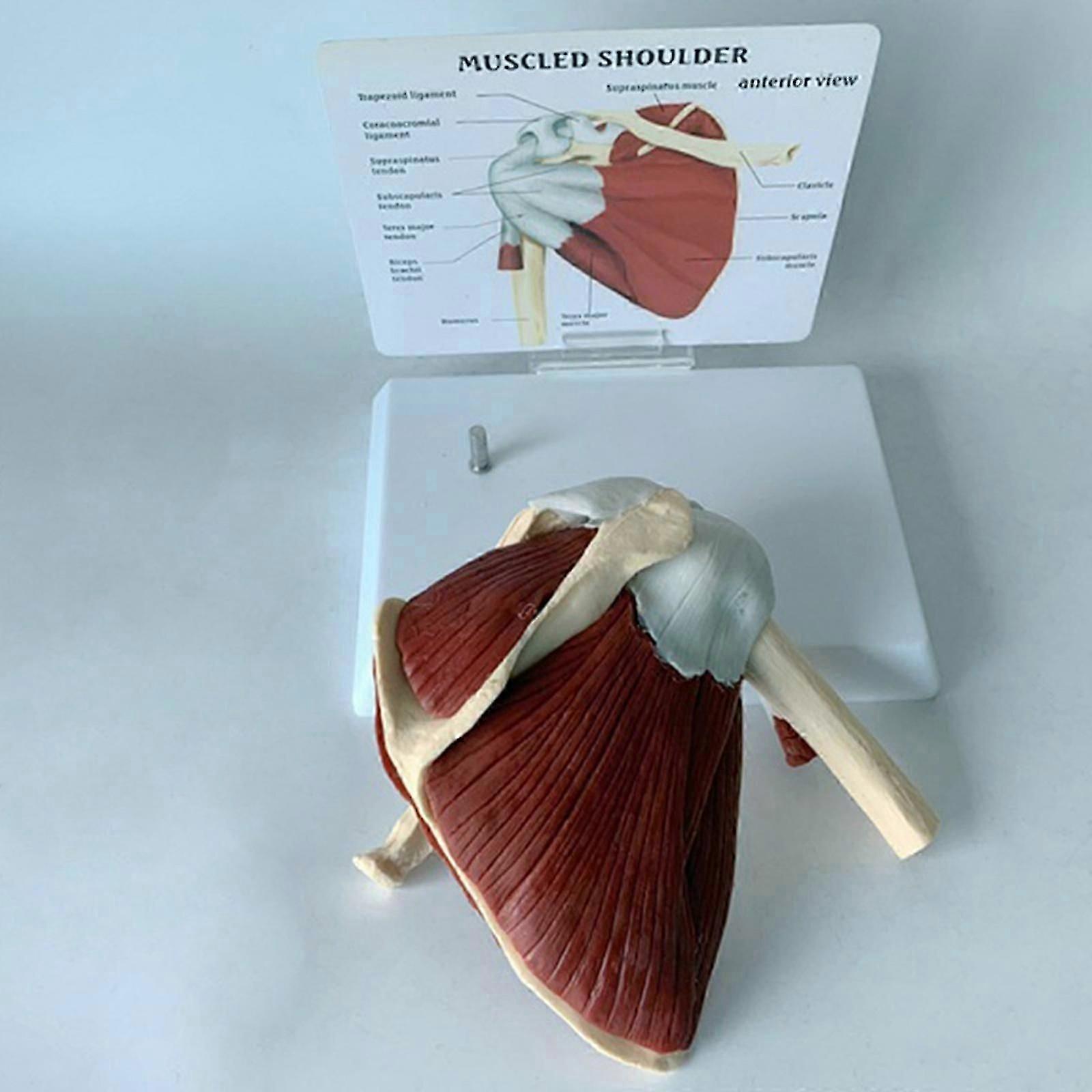 Shoulder Joint Model - Human Shoulder Joint with Muscle Anatomy Model ...