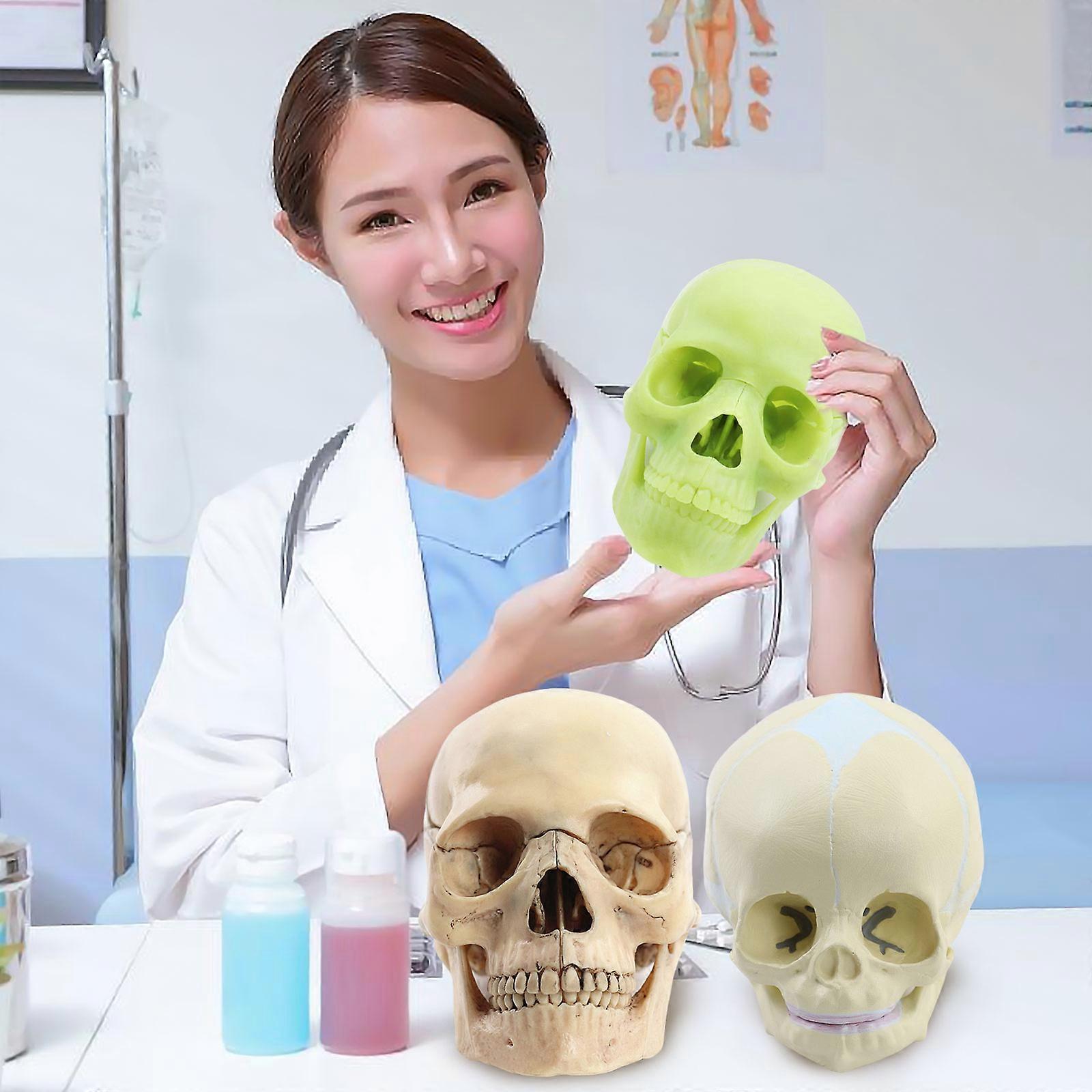 Medicals Skull Model Human Skull Model For Anatomy Exploded Skull Model ...