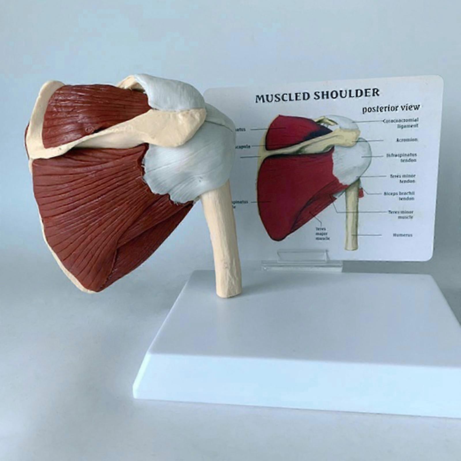 Shoulder Joint Model - Human Shoulder Joint with Muscle Anatomy Model ...