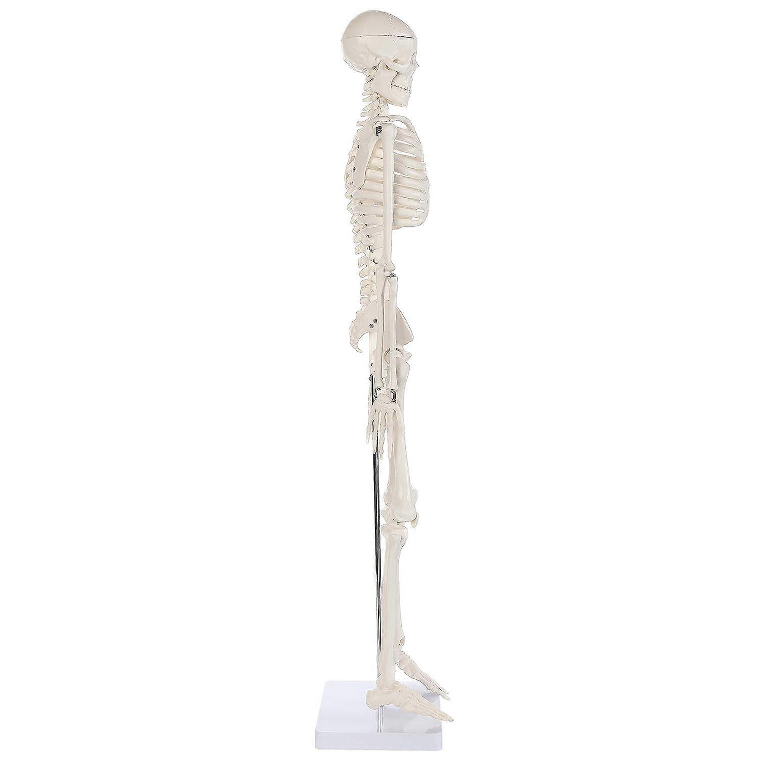 Human Skeleton Model, 34" Skeleton with Base, Movable Arms and Legs ...