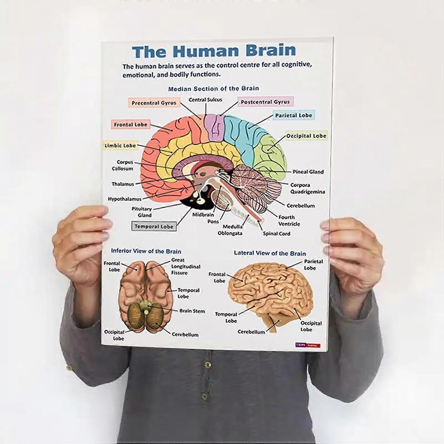 Anatomy Wall Posters, Skeleton Posters Detailed Anatomical Chart for ...