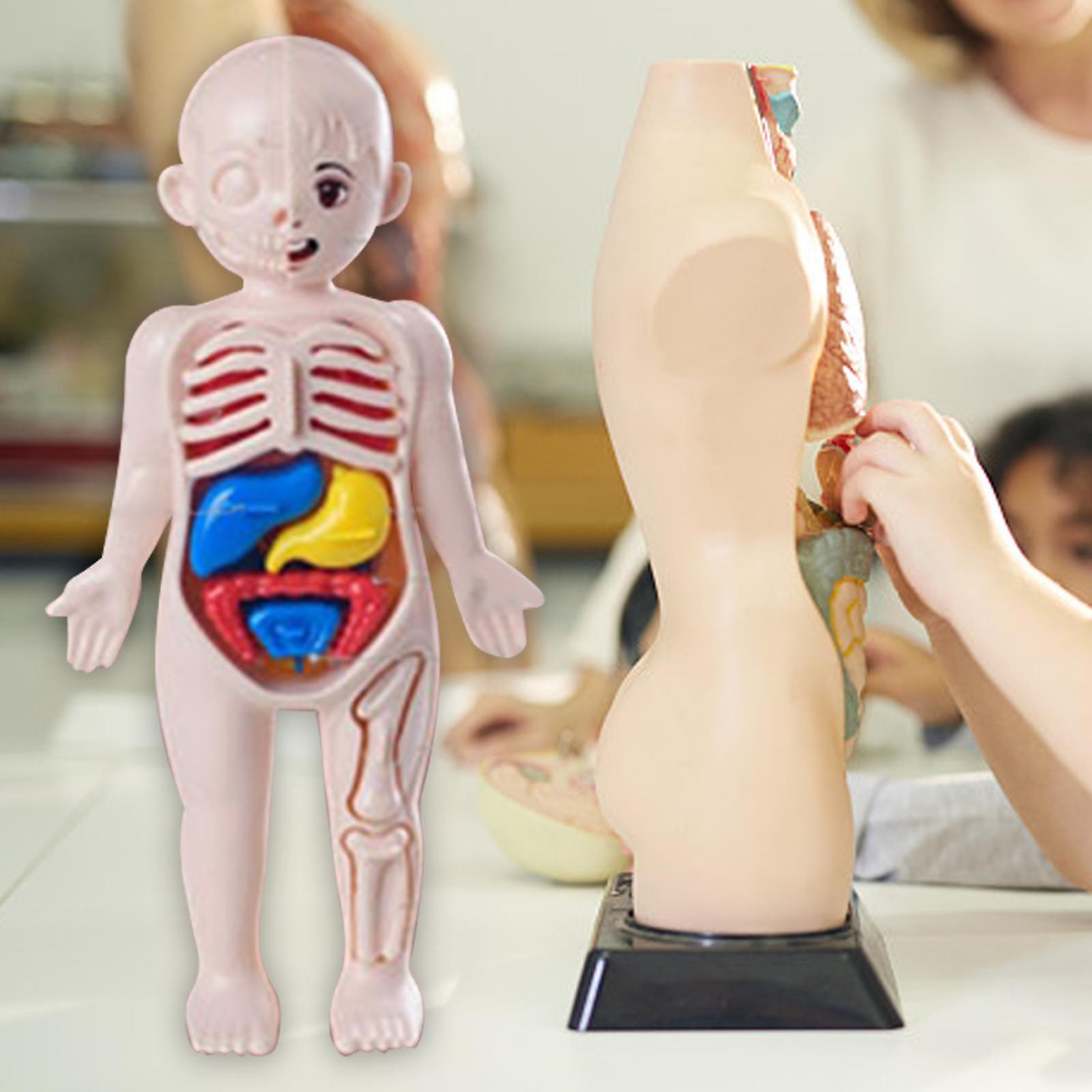 Human Body Toy Teaching Play Set for Preschool Teaching Tool | Fruugo UK