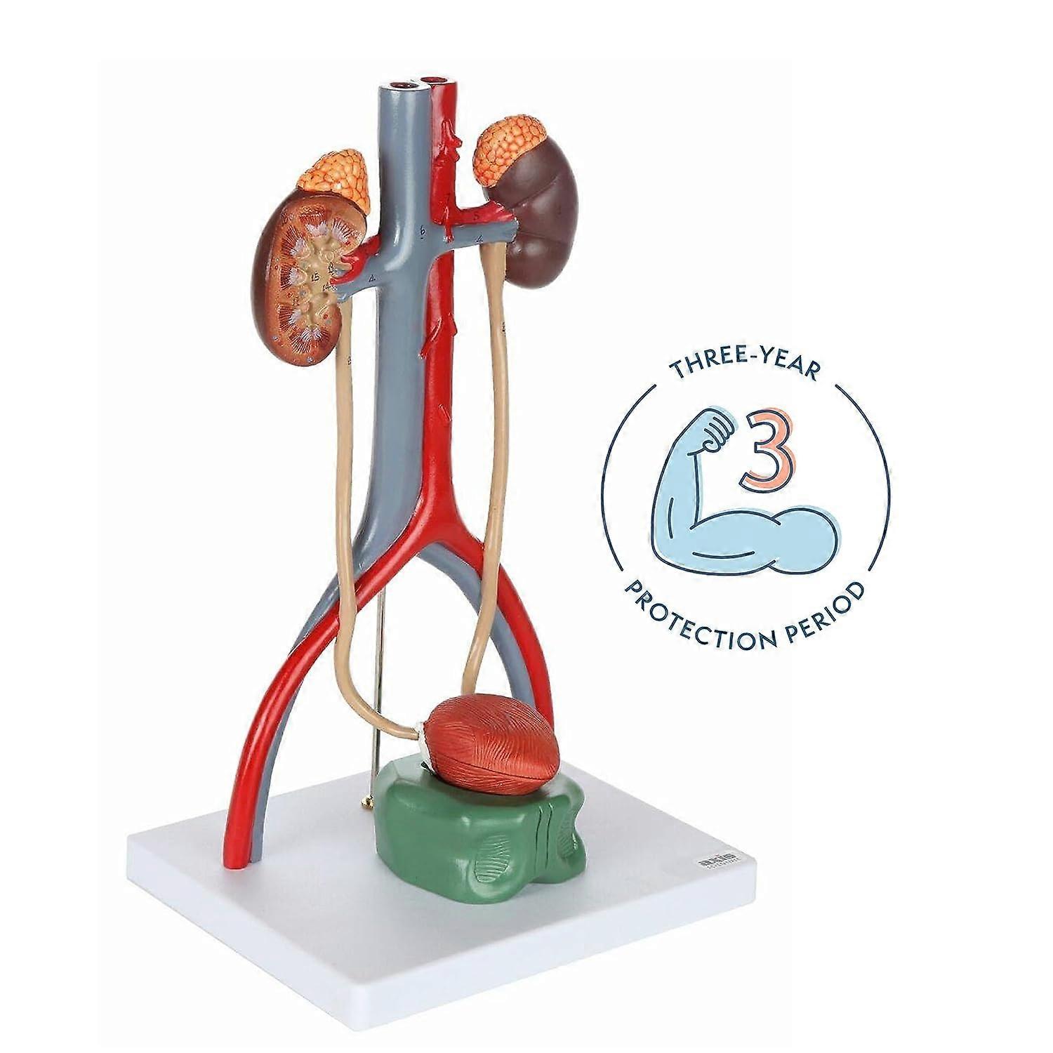 Anatomy Model of Male Urinary System | Urinary System Model is 13.5 ...