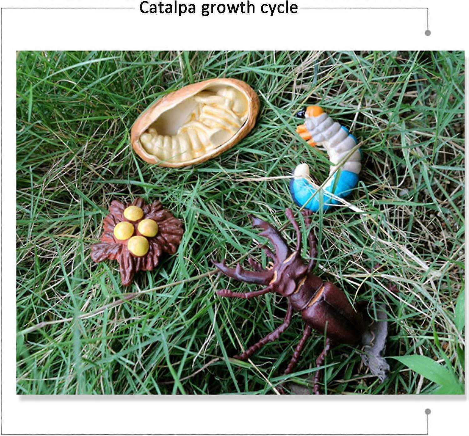 XYC Animal Growth Cycle Biological Model , Growth Stage Lifelike Stag ...