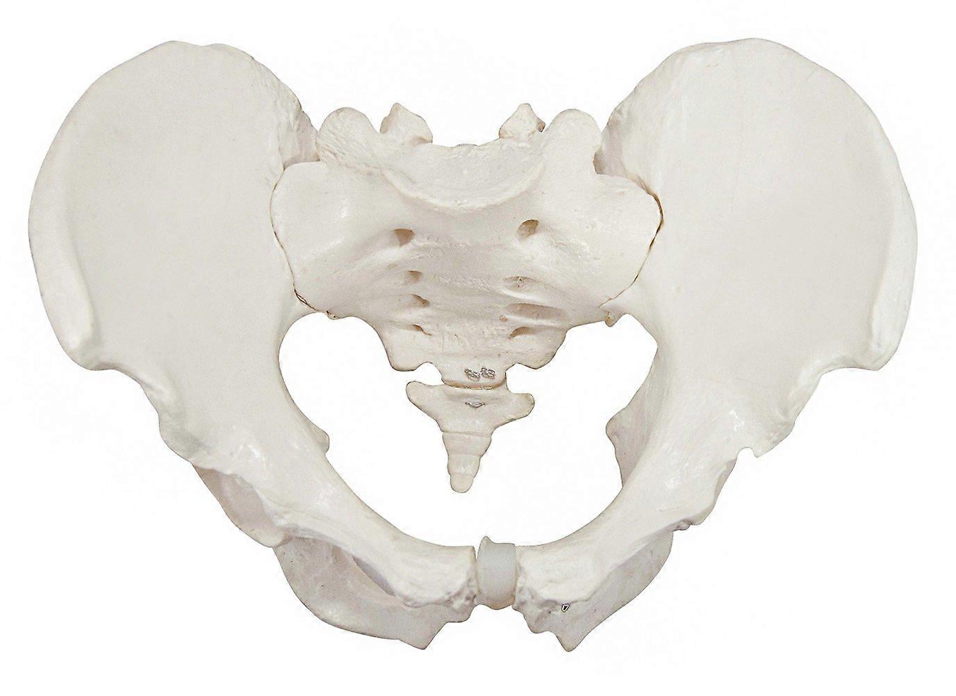 Pelvis Model, Life Size Pelvic Human Anatomy Features Hip, Sacrum, and ...