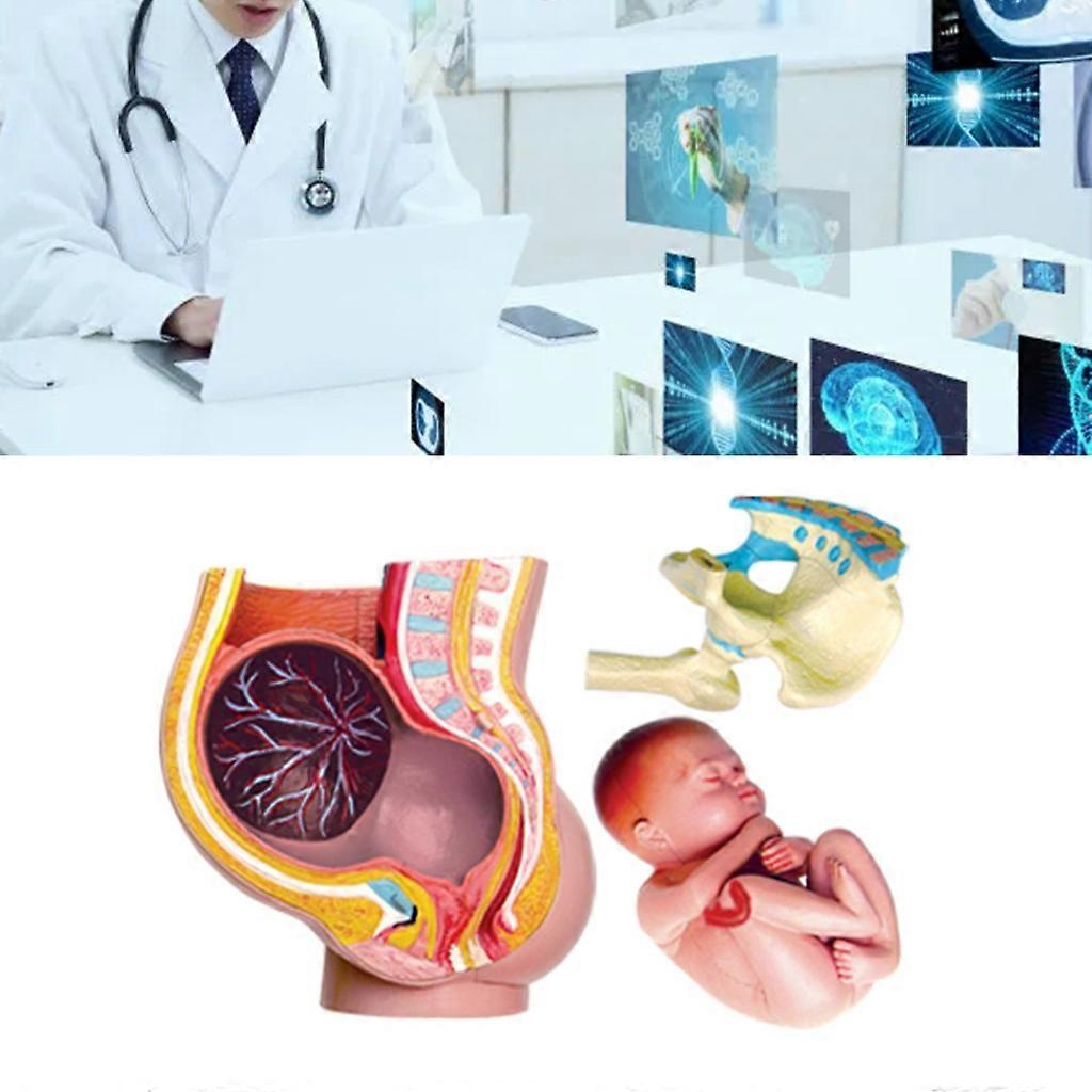 Human Pregnant Pelvis Section Model With Baby Fetus Uterus Model ...