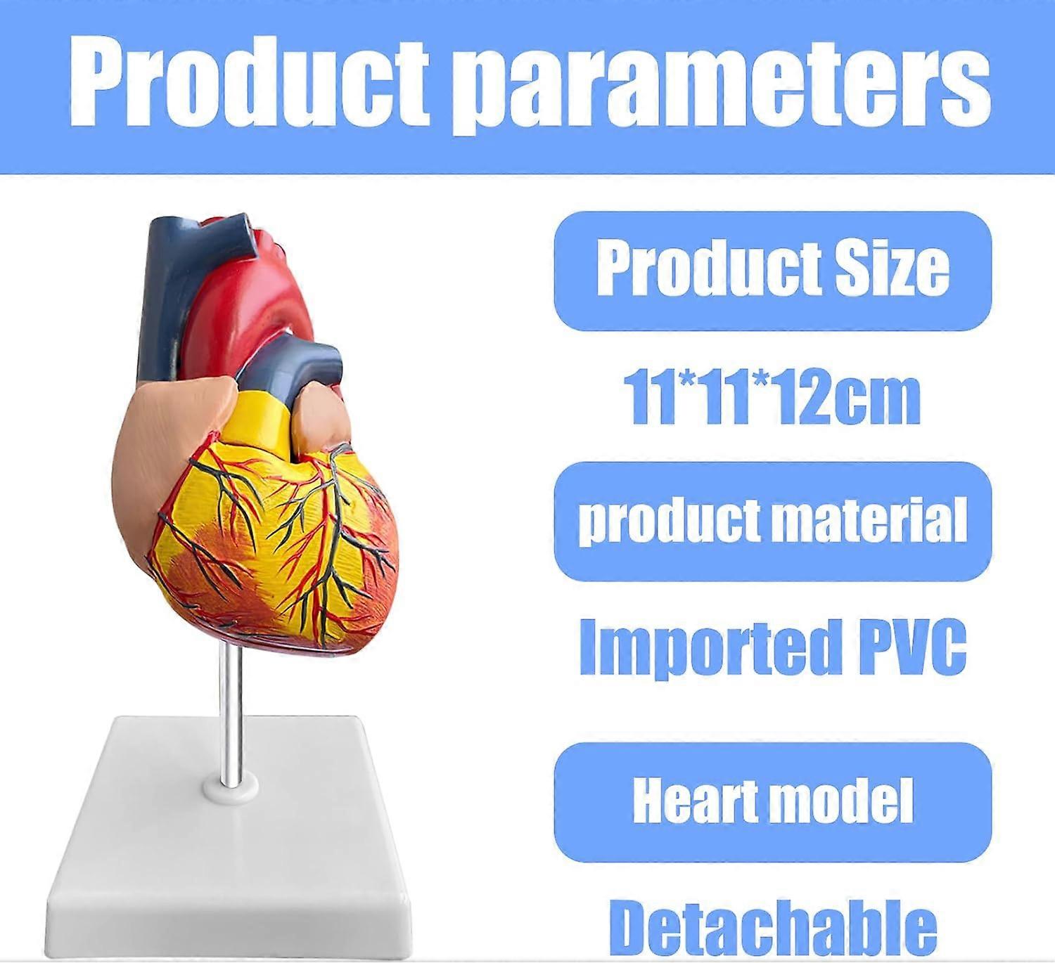 Human Heart Model: 1:1 Anatomical Heart Model, Detachable Human Heart ...