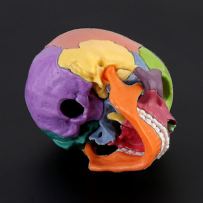 4d Disassembled Color Skull Anatomical Model Detachable Teaching Tool ...