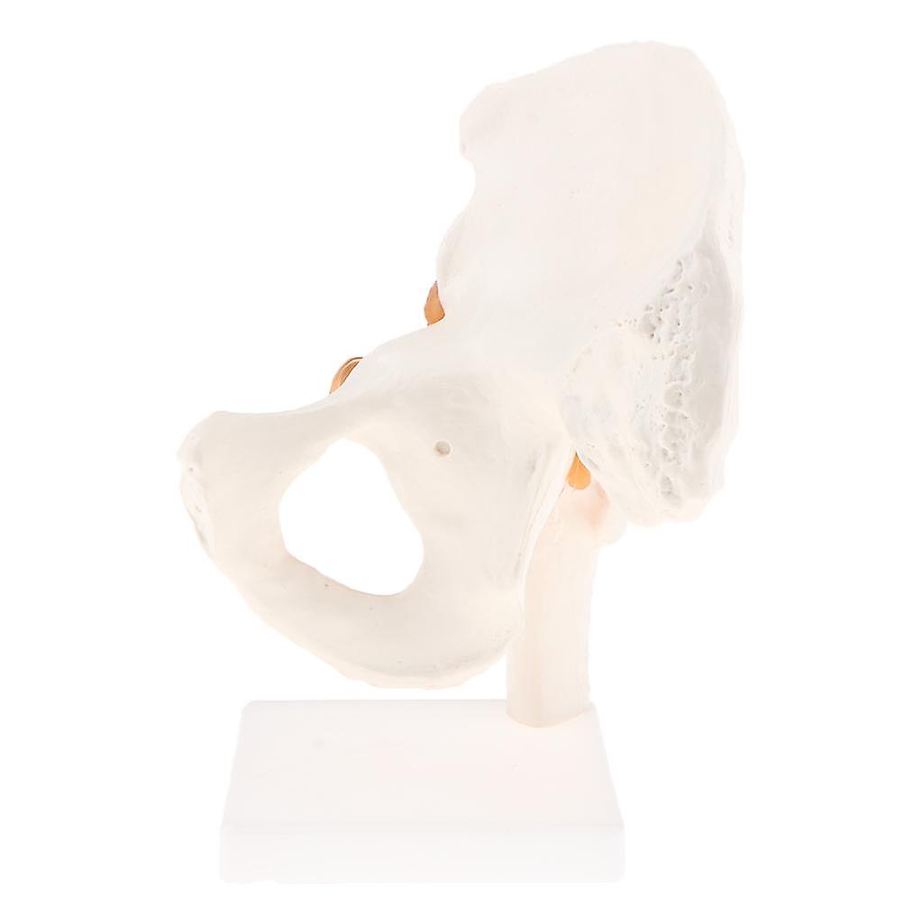Human Hip Joint Model With Ligaments, Femur, Hip Bone & Flexible ...