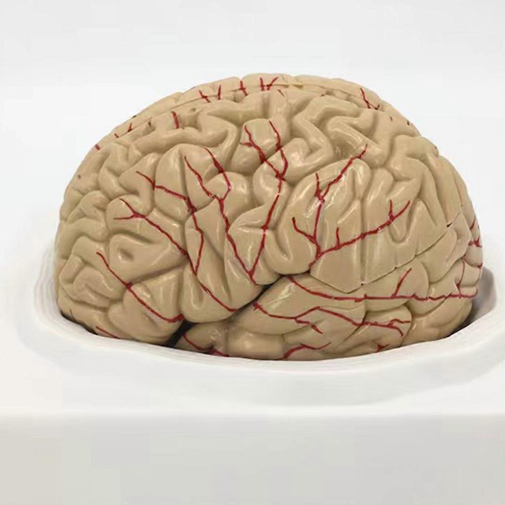 Brain Anatomically Brain Model Life Size Human Brain Anatomy for ...