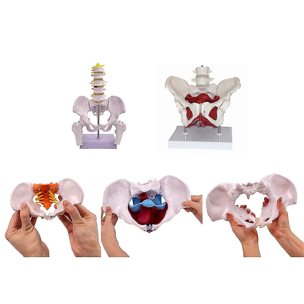 Female Movable Pelvis Model Midwifery Teaching Model For Obstetrics ...