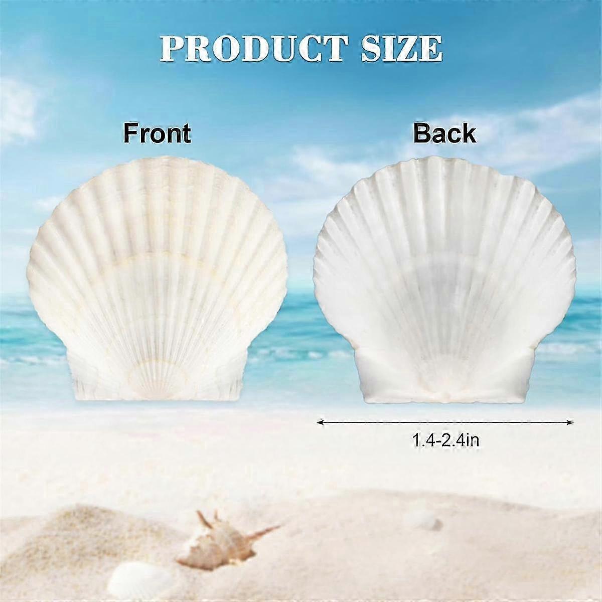 40PCS Natural Scallop Shells 1.4-2.4inch White Small Sea Shells for ...