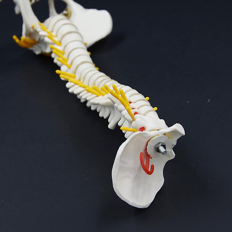 45Cm Human Spine Model Human Skeleton Skeleton Spinal Intervertebral ...