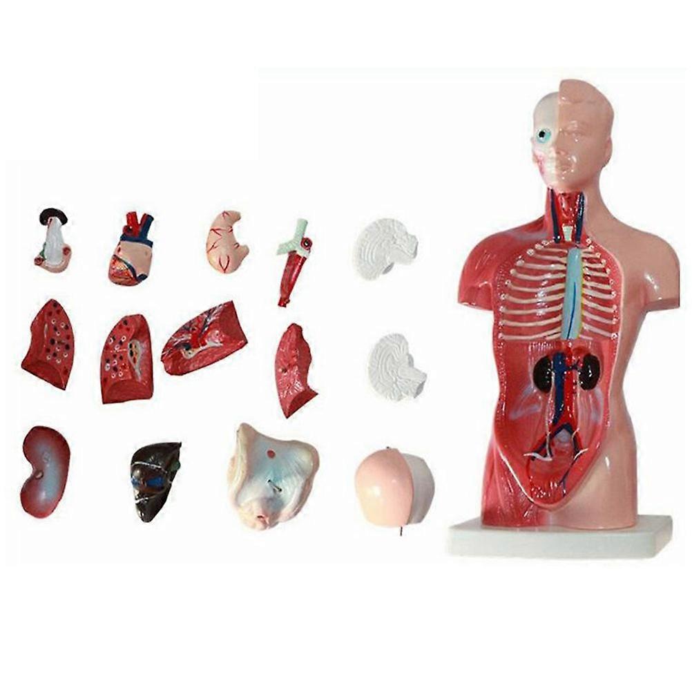 Human Torso Body Model 4D Anatomical Assembly Model of Human Organs ...