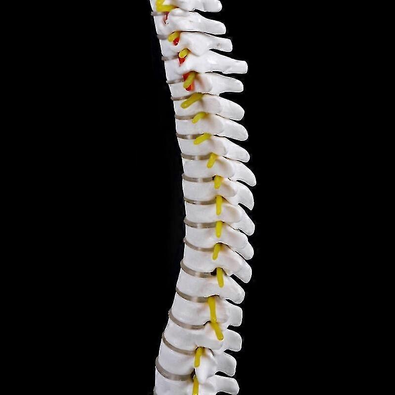 Hot-45cm Flexible 1:1 Adult Lumbar Bend Spine Model Humans Skeleton ...
