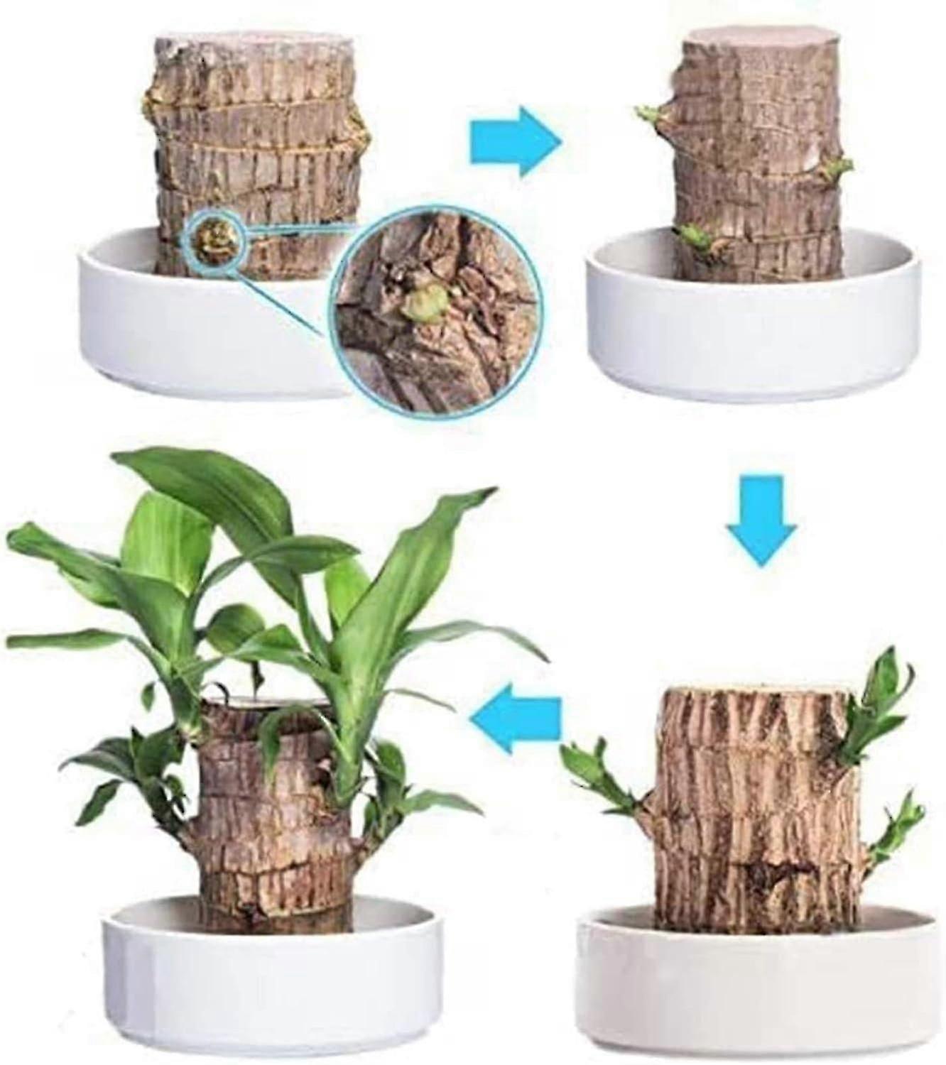 Mini Brazil Lucky Wood - Magical Sprouting Lucky Bamboo Wood - Hydroponic Potted Plant Stump ...