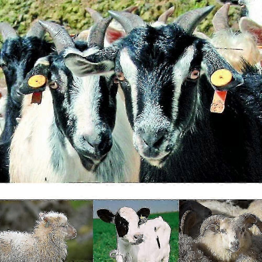2024,Farm 100 Pcs Sheep Ear Tags With Number 001-100 Livestock Ear Tag ...