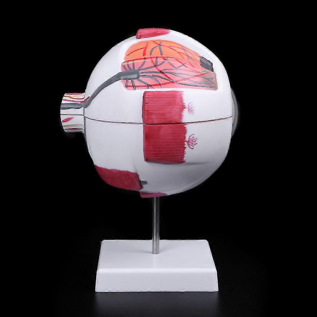 Human Anatomical Natural Eyeball Model Medical Learning Aid Teaching ...