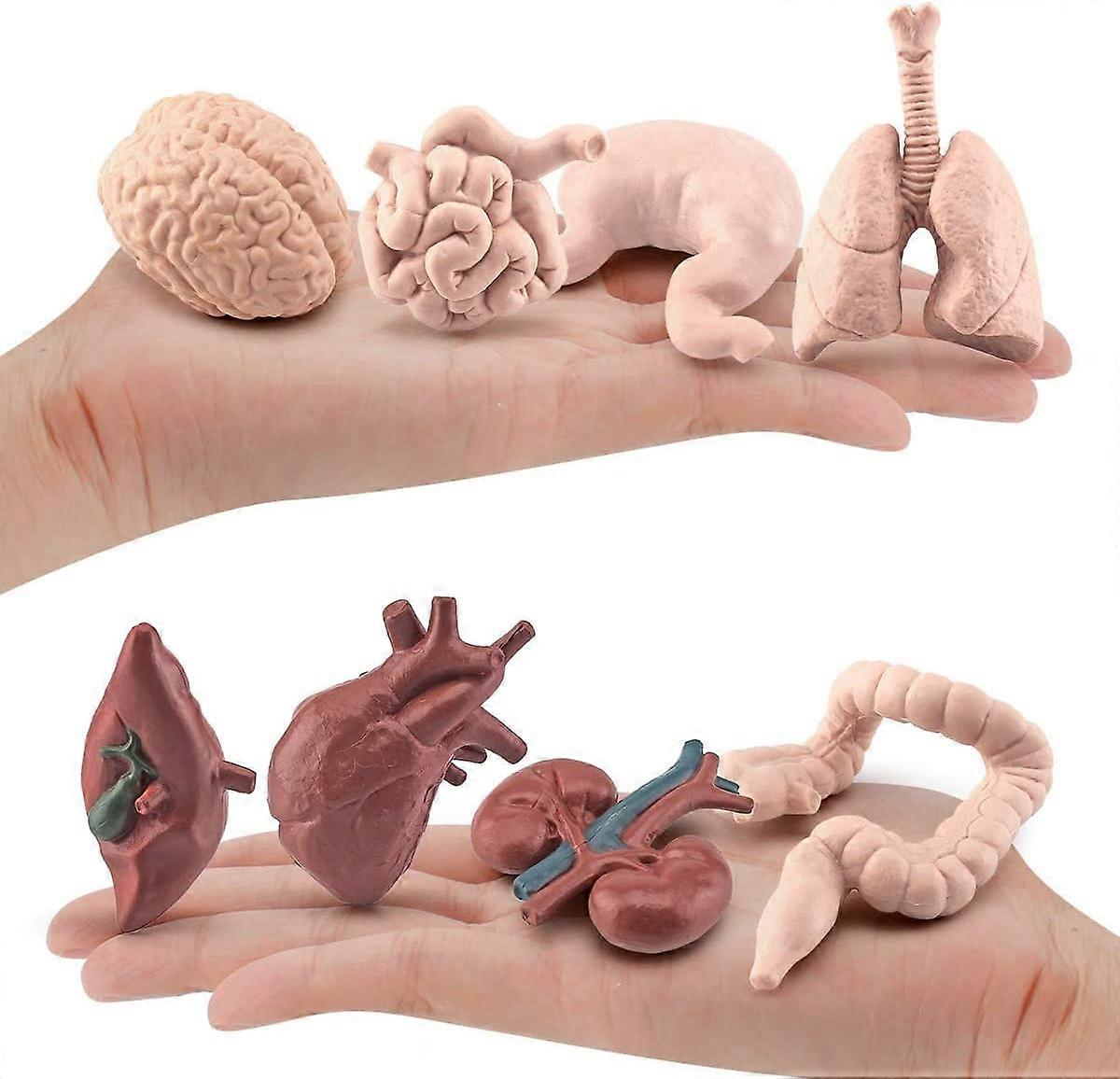 8 Pcs Human Organ Model Mini Body Parts Anatomical Figure Realistic ...