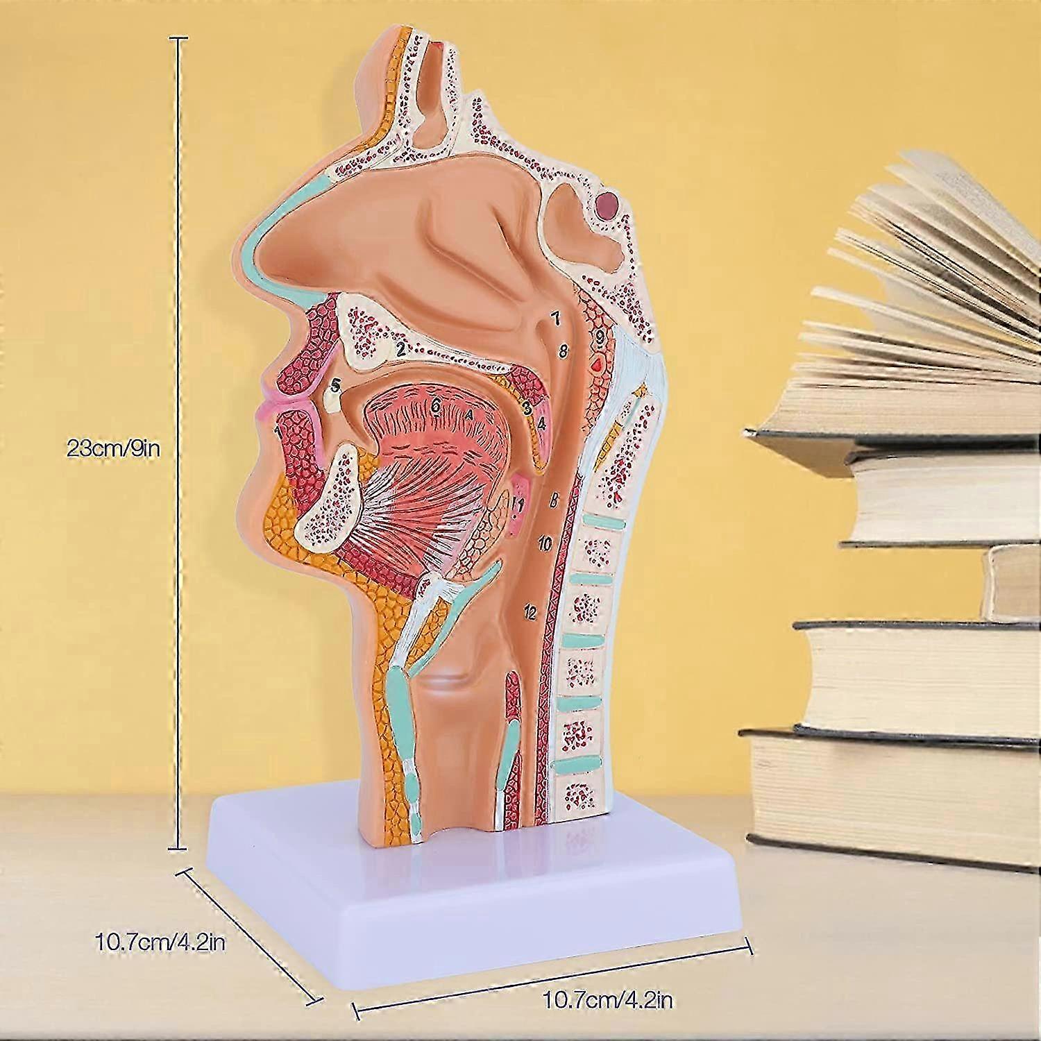 Nasal Cavity Throat Anatomy Model Human Anatomical Pharynx Larynx Model ...