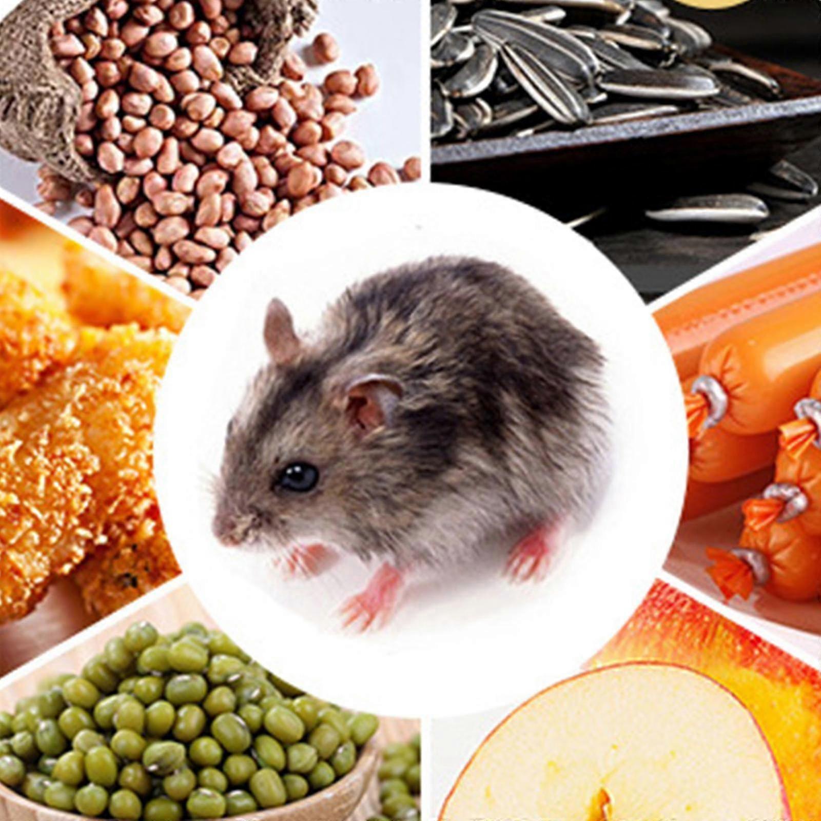 Household Humane Continuous Mousetrap Large Space Automatic Rat Trap ...