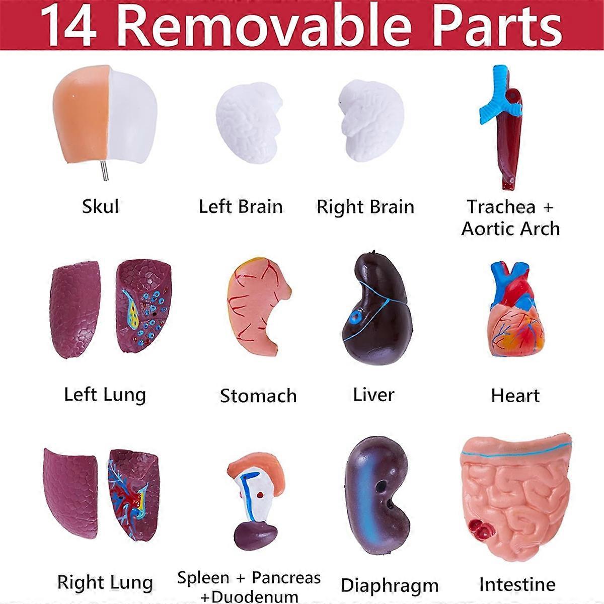 Human Anatomy Study Models - 15-Piece Removable 11-Inch Human Torso ...