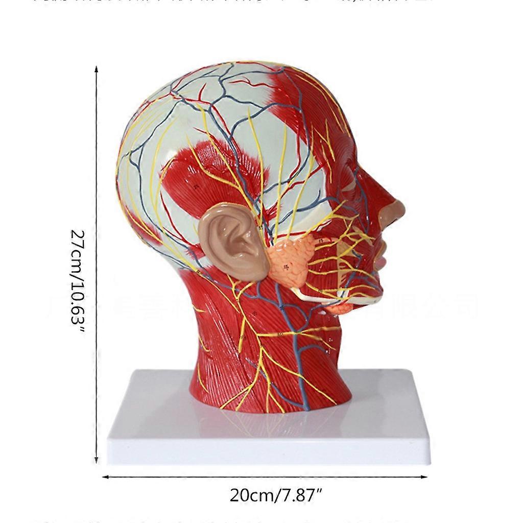 Head Anatomy Model Human Nasal Cavity Throat Anatomy Model Human ...