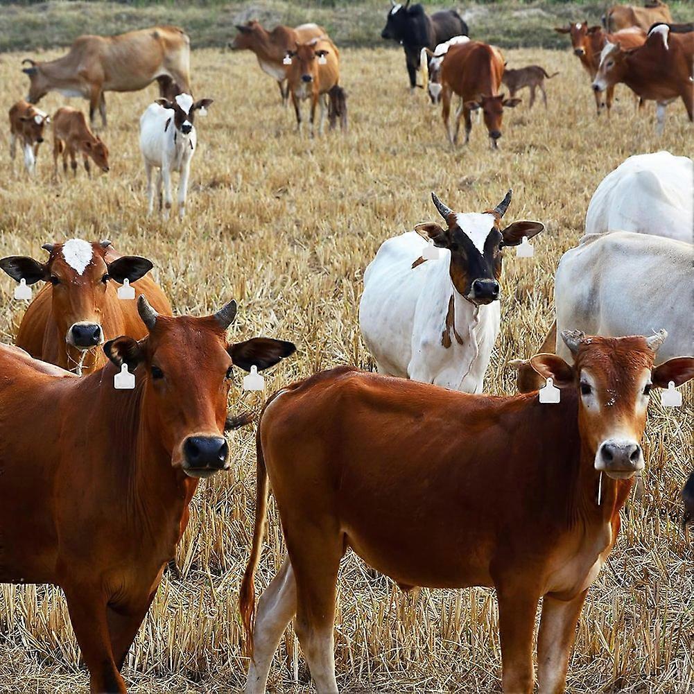 100 Pieces Blank Cow Ear Tags Large Plastic Livestock Ear Tags for Cow ...