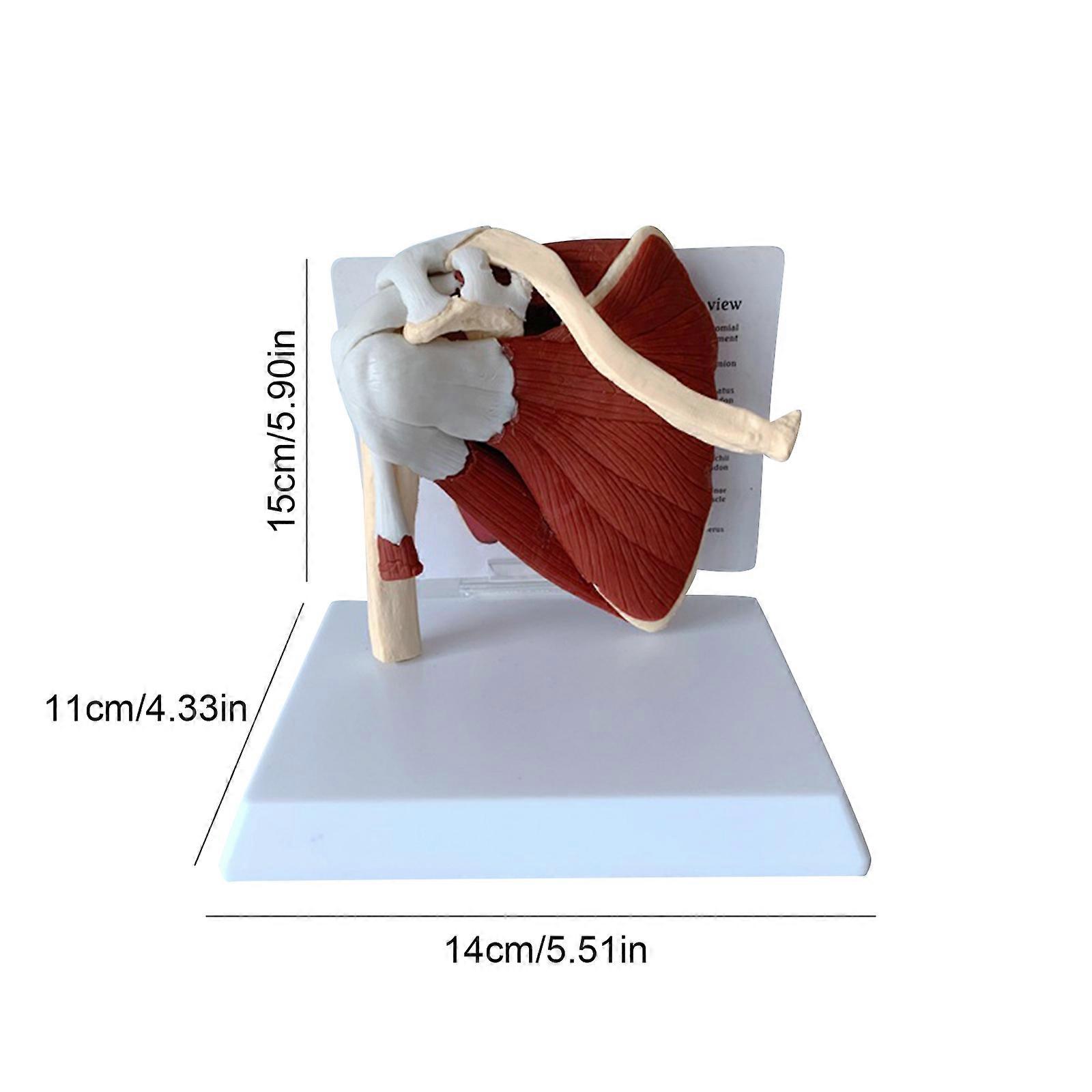 Life Size Human Shoulder Joint Model Skeleton Model Human Anatomy Model ...